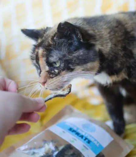 Natural Cat Products | Products for Cats | Pets Purest