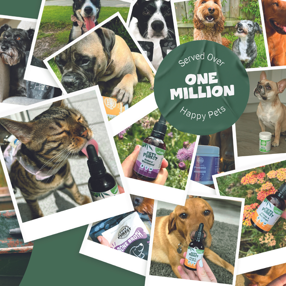 Plaque Off Powder Dogs, Cats & Pets | Pets Purest