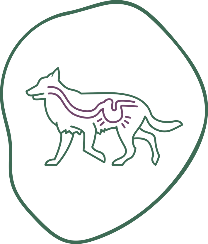 Pumpkin Powder for Dogs | 100% Natural | Pet Purest