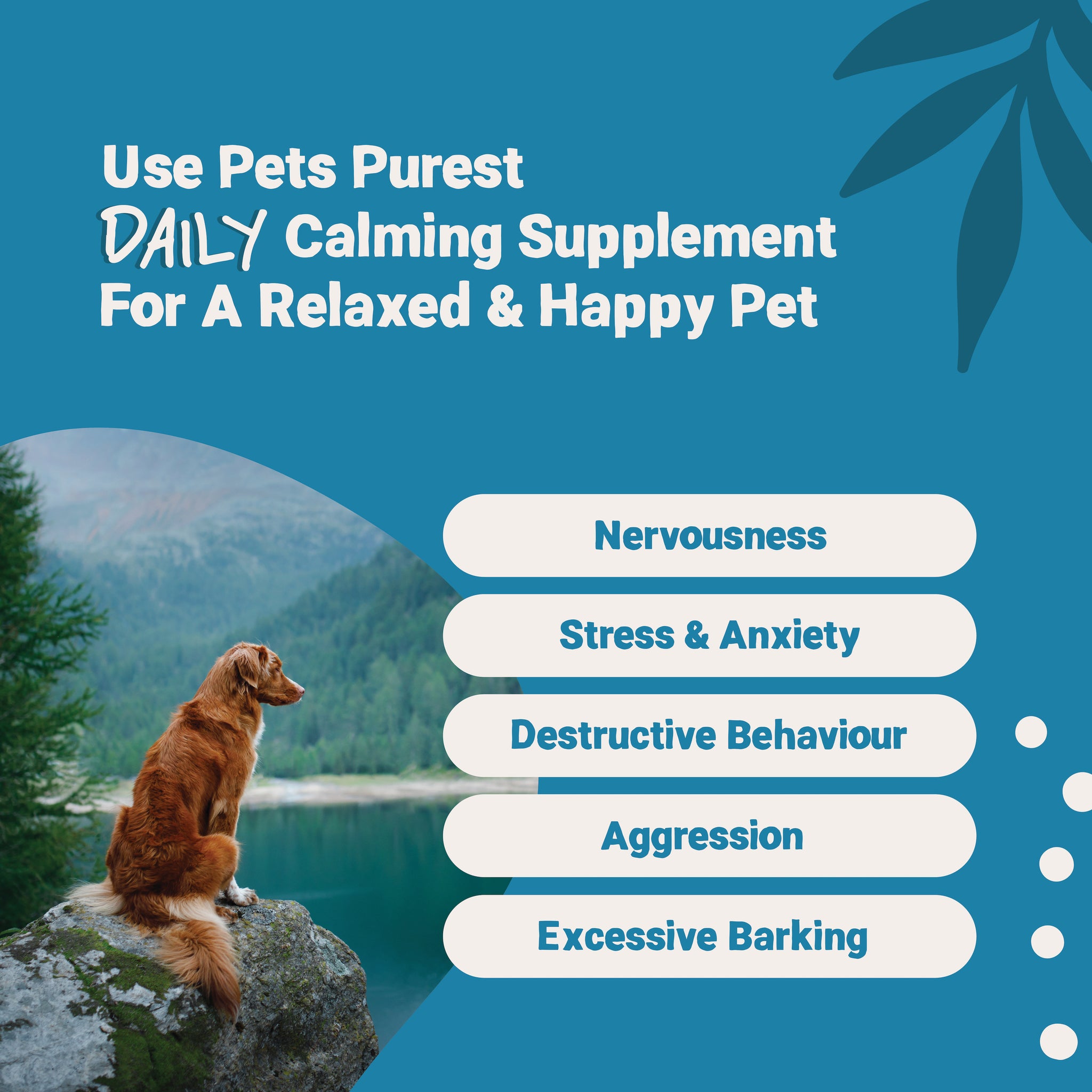 Daily Calming Supplement for Dogs & Cats | Pets Purest