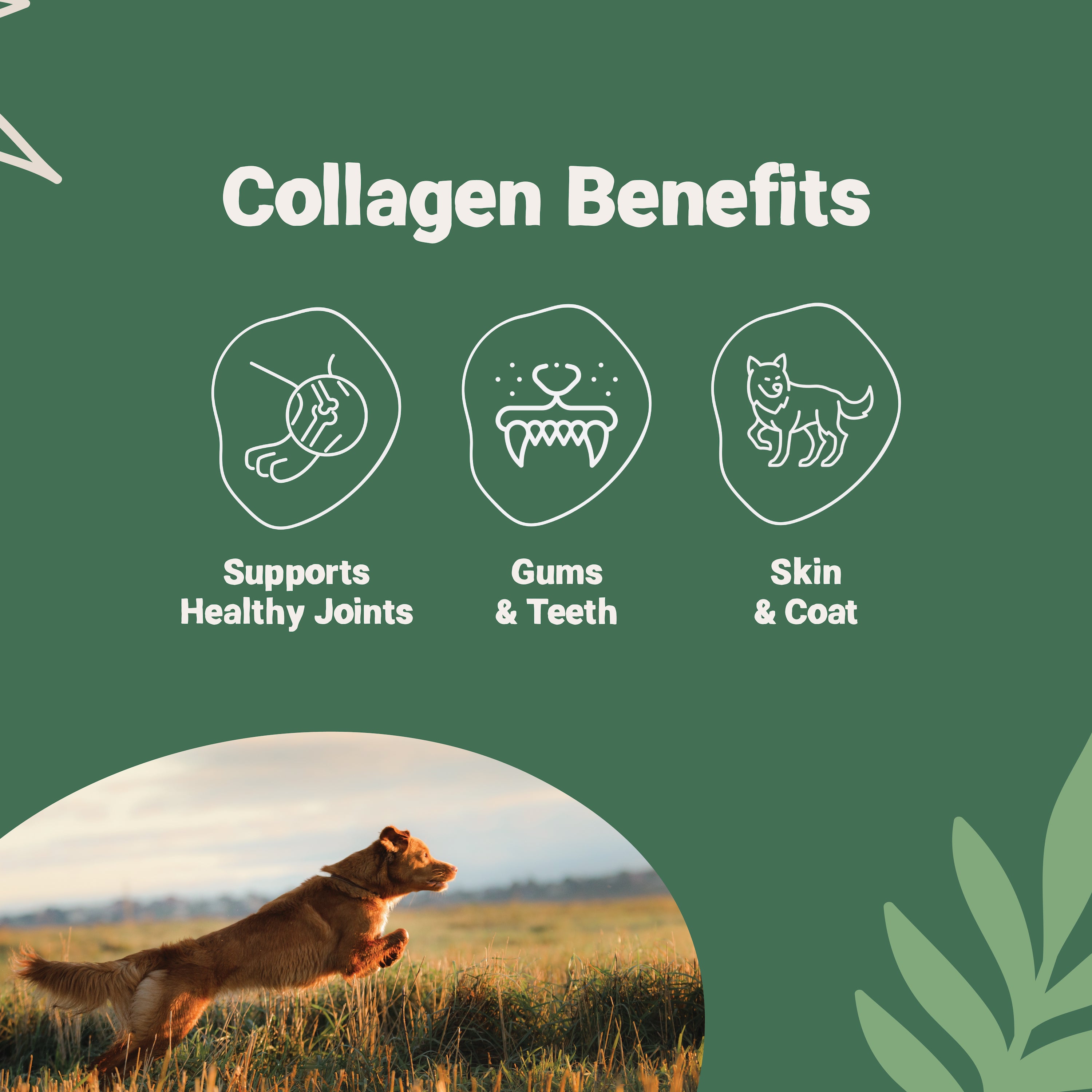Chicken Sausages for Dogs 200g | Air Dried High Protein | Pets Purest