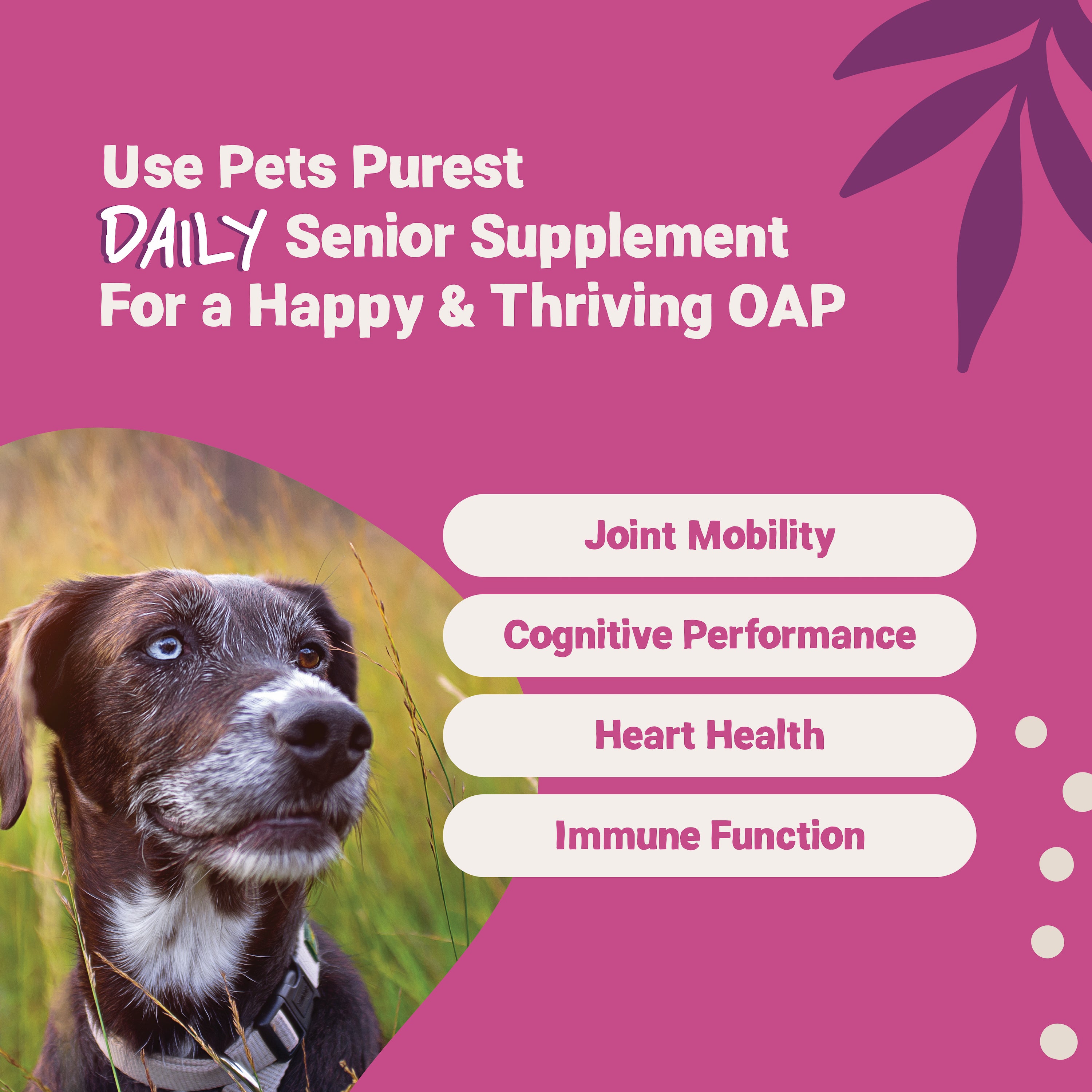 Daily Senior Supplement for Dogs & Cats | Pets Purest